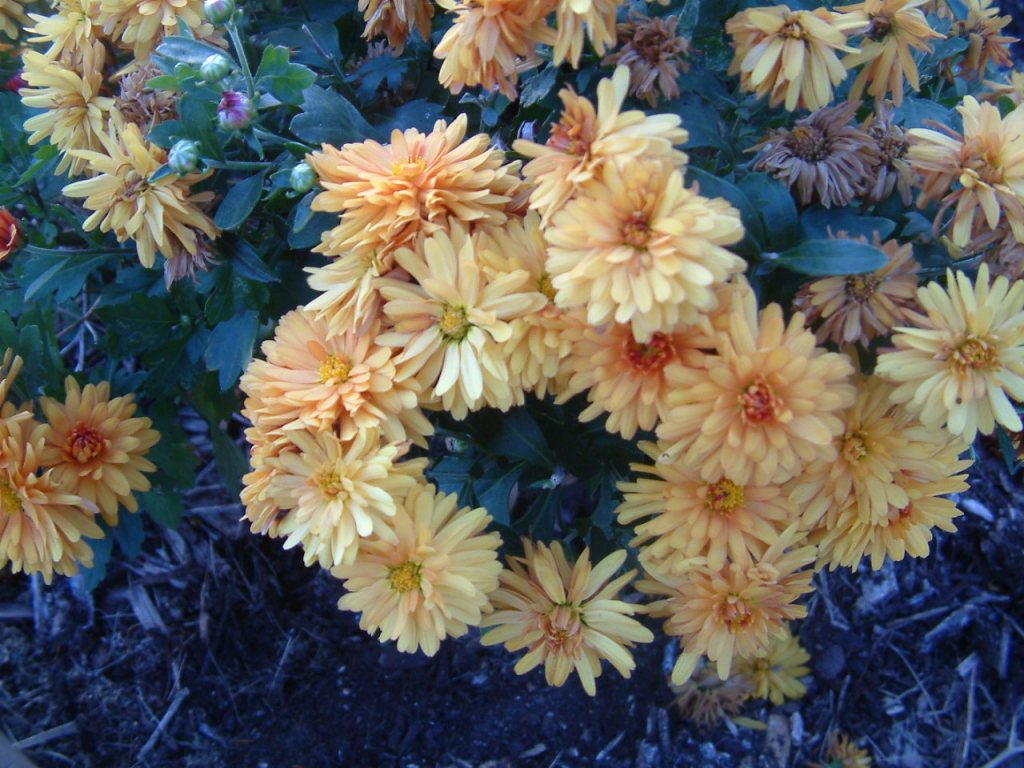 A Visit to the Library – Flowers and Photography