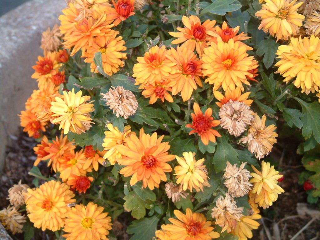 A Visit to the Library – Flowers and Photography